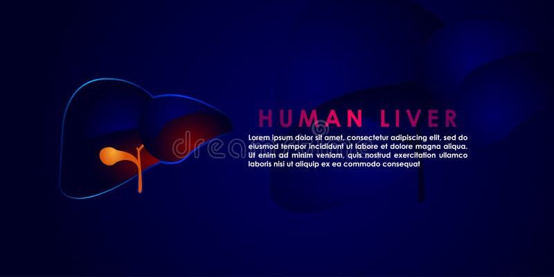 Human Liver Art Vector Illustration. Medicine Design Background Stock ...