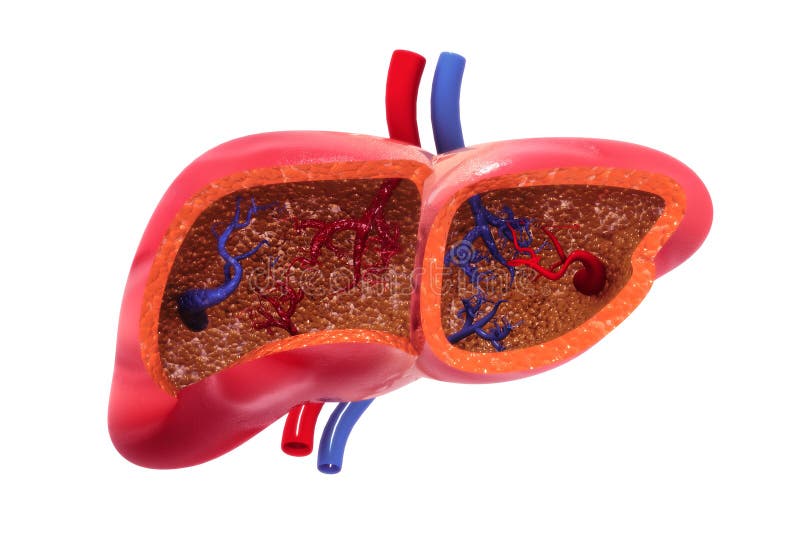 Human liver cross section stock illustration. Illustration of ...