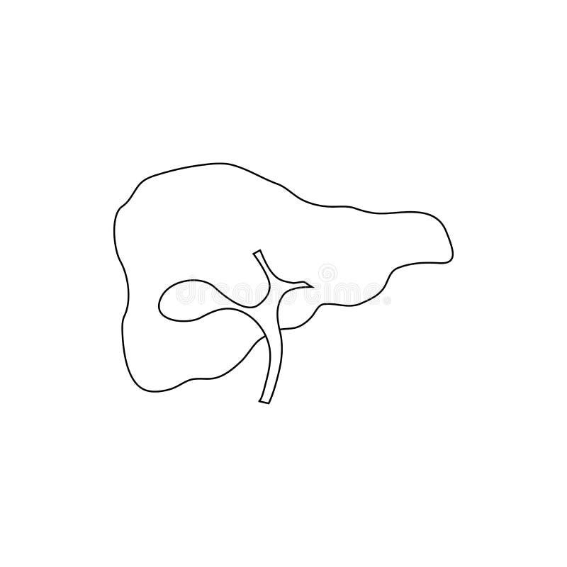 Human Liver Icon, Outline Style Stock Vector - Illustration of internal ...