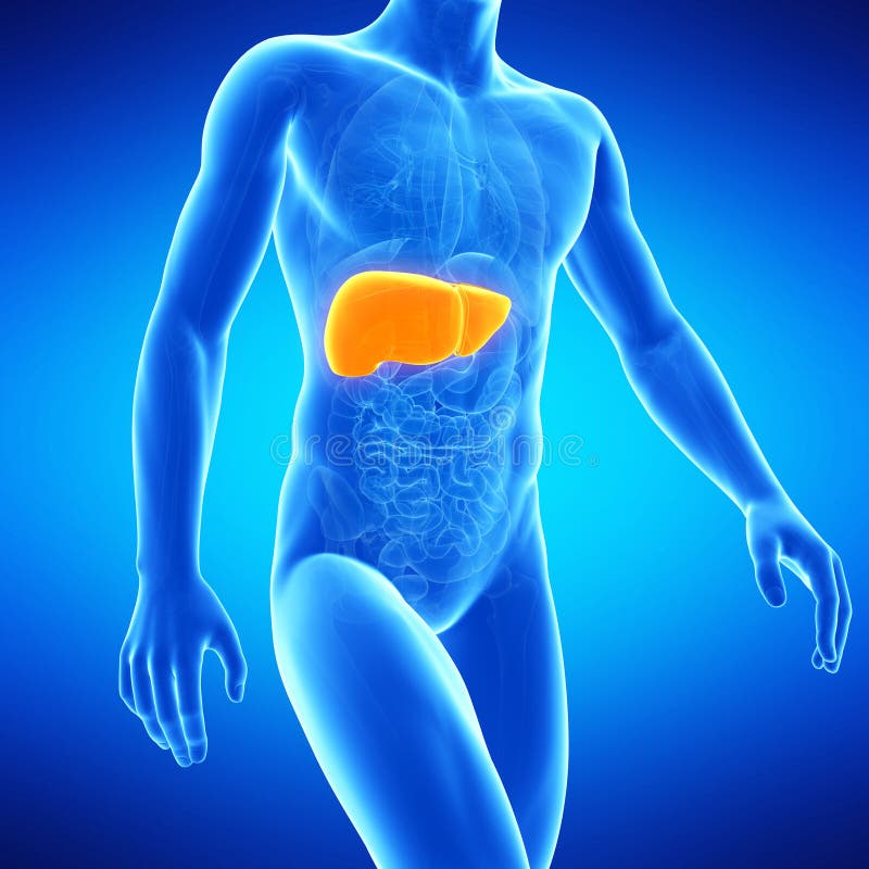 The human liver stock illustration. Illustration of rendering - 45274223