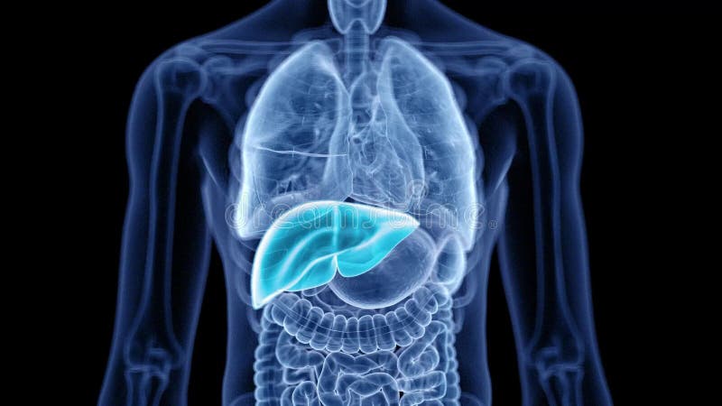 Human Liver Isolated on White Background. Internal Organ. Gallbladder ...