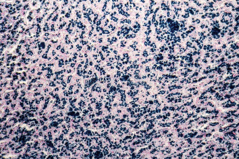 Liver Microscopic Cross Section Stock Photos - Free & Royalty-Free ...