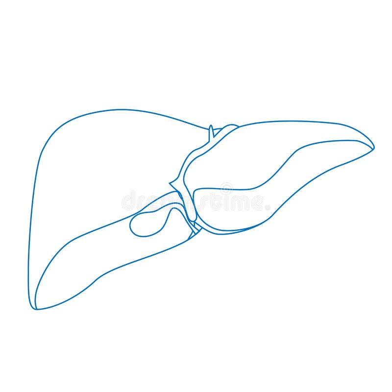 Human Liver Outline Stock Illustrations – 1,616 Human Liver Outline ...
