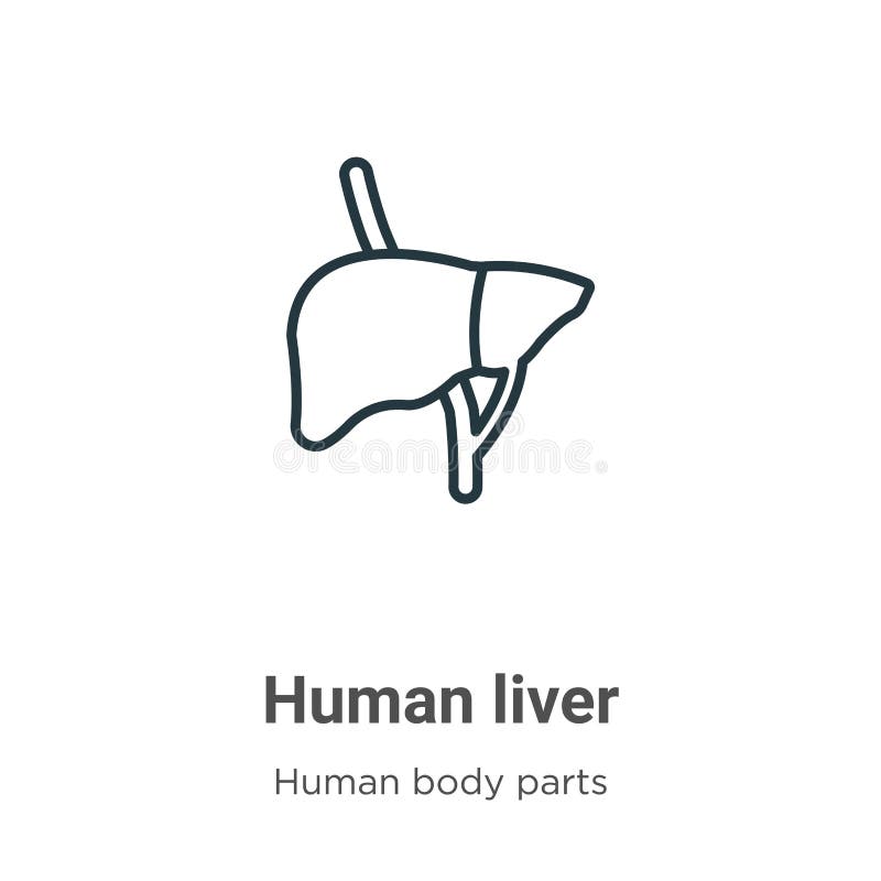 Human Liver Outline Vector Icon. Thin Line Black Human Liver Icon, Flat ...