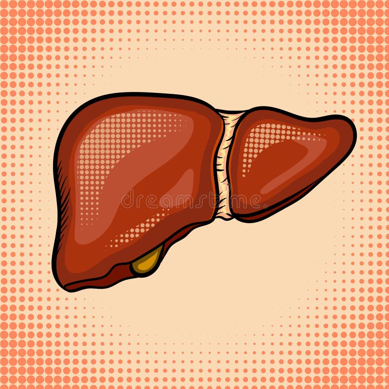 Human Liver Pop Art Style Vector Illustration Stock Vector ...