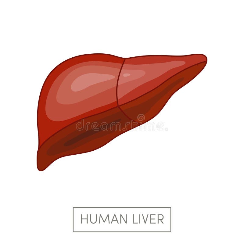 Human liver stock illustration. Illustration of digestive - 66046876