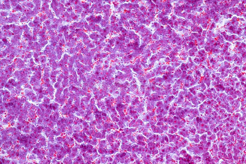 Human Liver Tissue Under Microscope View for Education Histology Stock ...