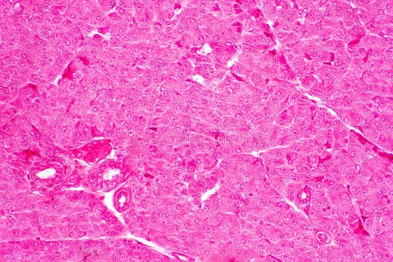 Human Liver Tissue Under Microscope View for Education Histology Stock ...