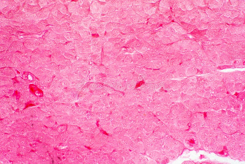 Human Liver Tissue Under Microscope View for Education Histology Stock ...