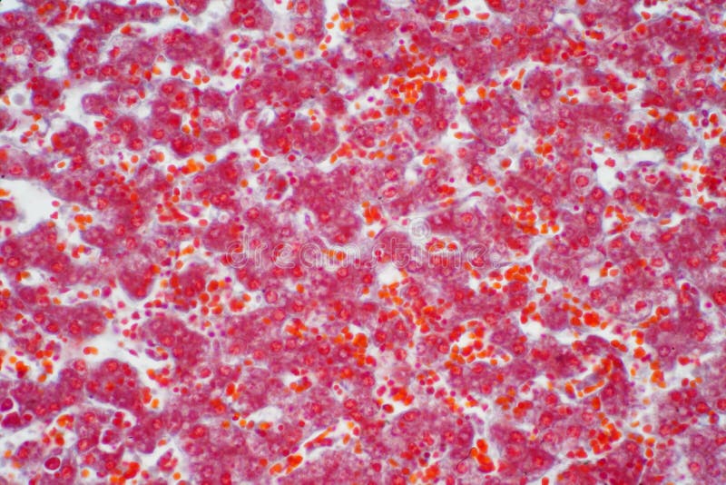 Human Liver Tissue Under the Microscope View. Stock Image - Image of ...