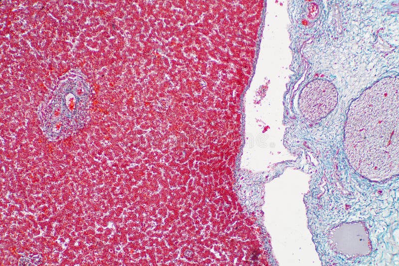 Human Liver Tissue Under the Microscope View. Stock Photo - Image of ...