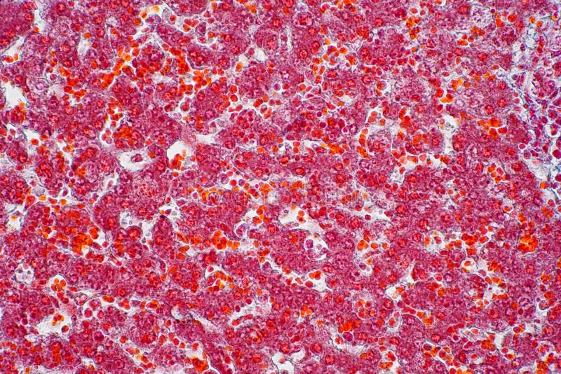 Human Liver Tissue Under the Microscope View. Stock Image - Image of ...