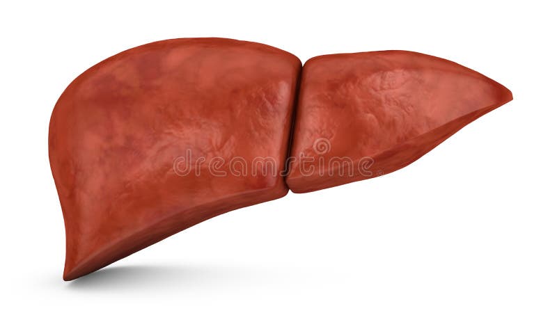 Human Liver In Paper Cut Style. Purple Origami Layered Organ With ...