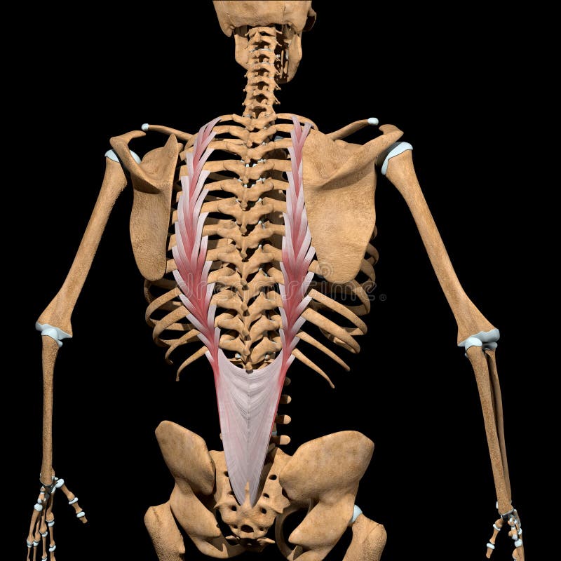 Human Longissimus Thoracis Muscles on Skeleton Stock Illustration ...