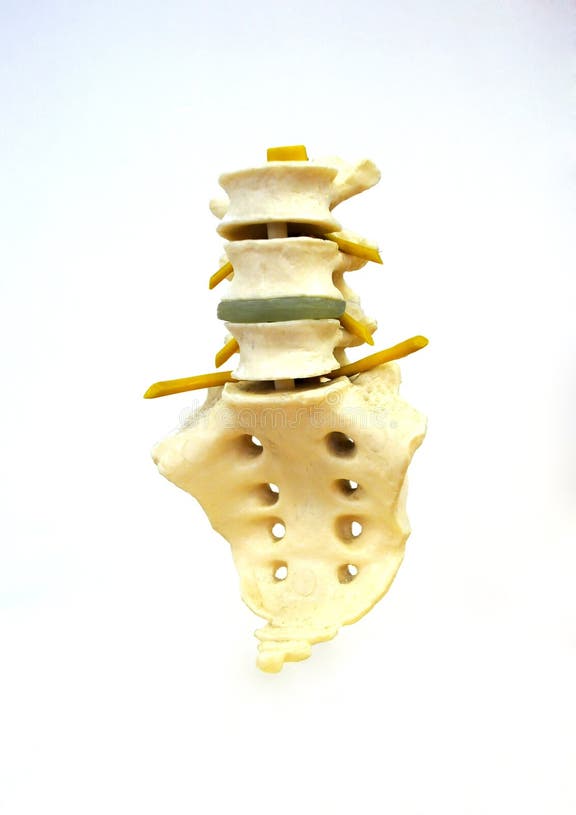 2,444 Sacrum Stock Photos - Free & Royalty-Free Stock Photos from ...