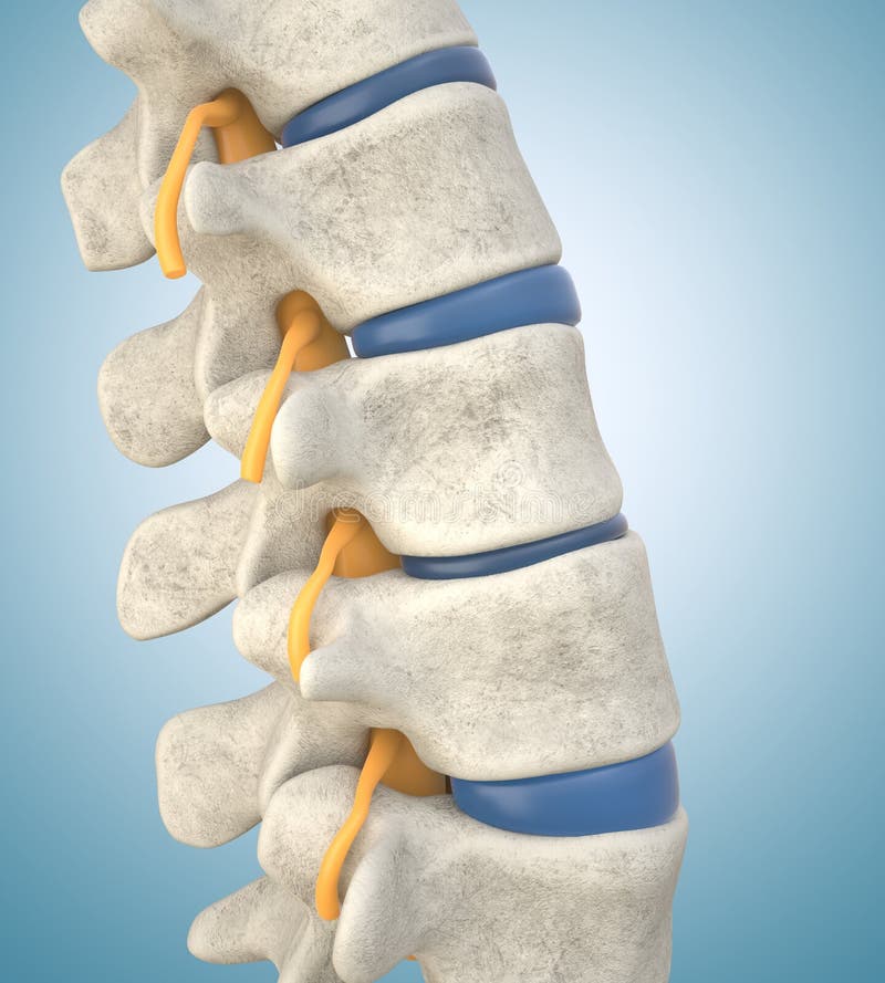 Human Lumbar Spine Model Demonstrating Thinned Disc Stock Illustration ...