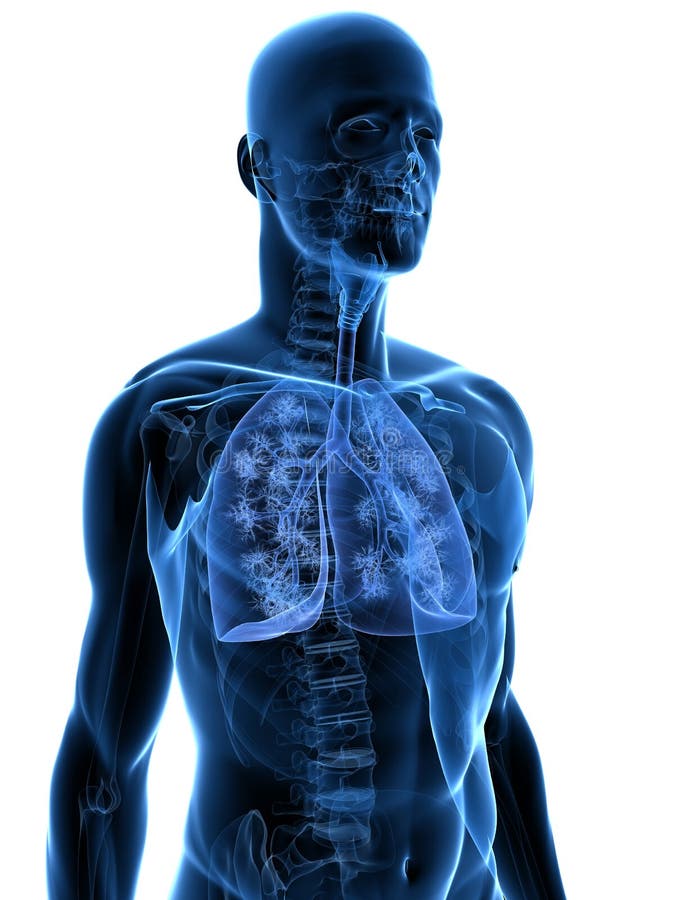 Human lung stock illustration. Illustration of biological - 14526250