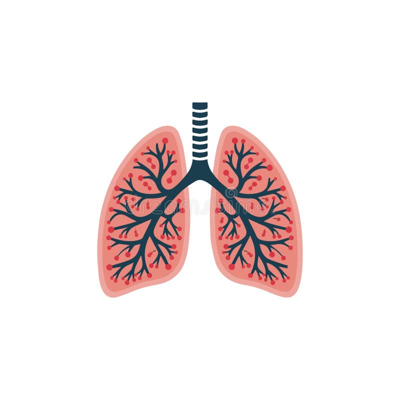 Human Lung Anatomy Clipart Vector Art and Illustration Stock Vector ...