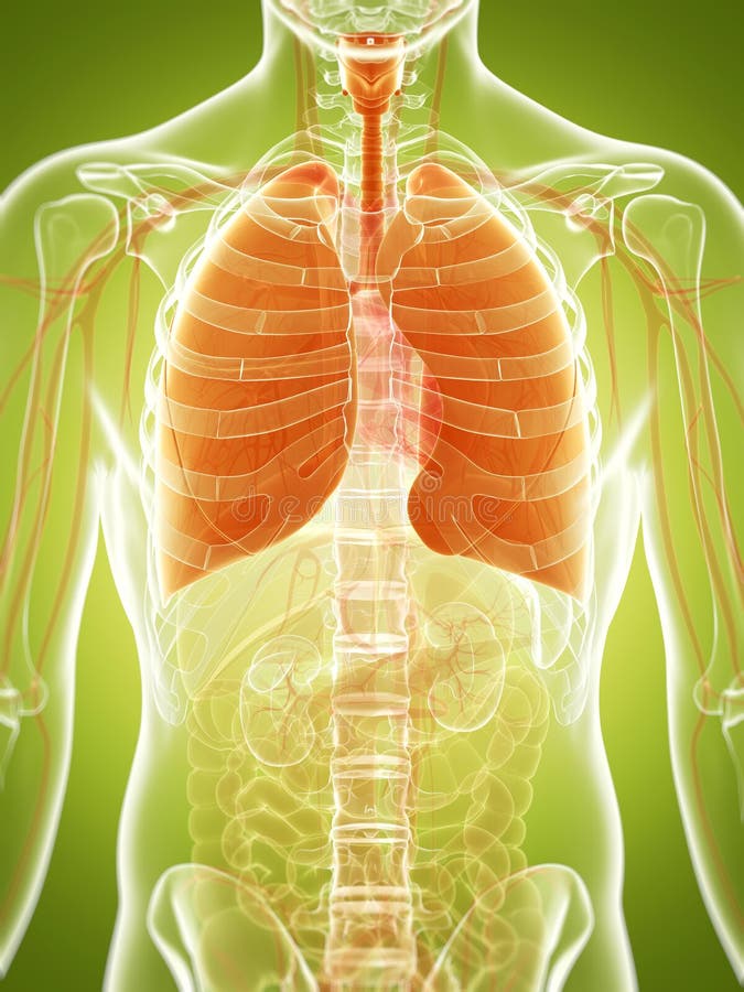 Human lung stock illustration. Illustration of lung, green - 34165104