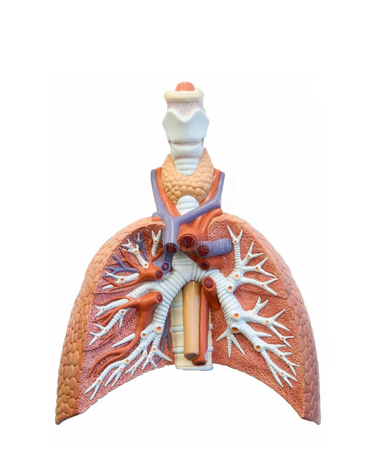 647 Lung Alveoli Lm Stock Photos - Free & Royalty-Free Stock Photos ...