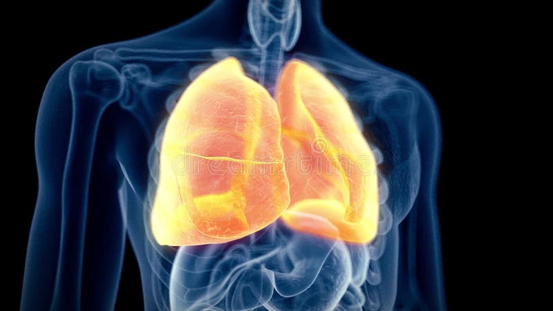 Human Lung Anatomy Animation, Human Internal Organ Animation Stock ...