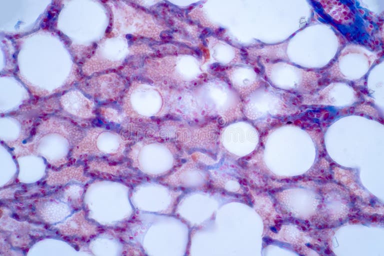 Bronchi Microscope Stock Photos - Free & Royalty-Free Stock Photos from ...