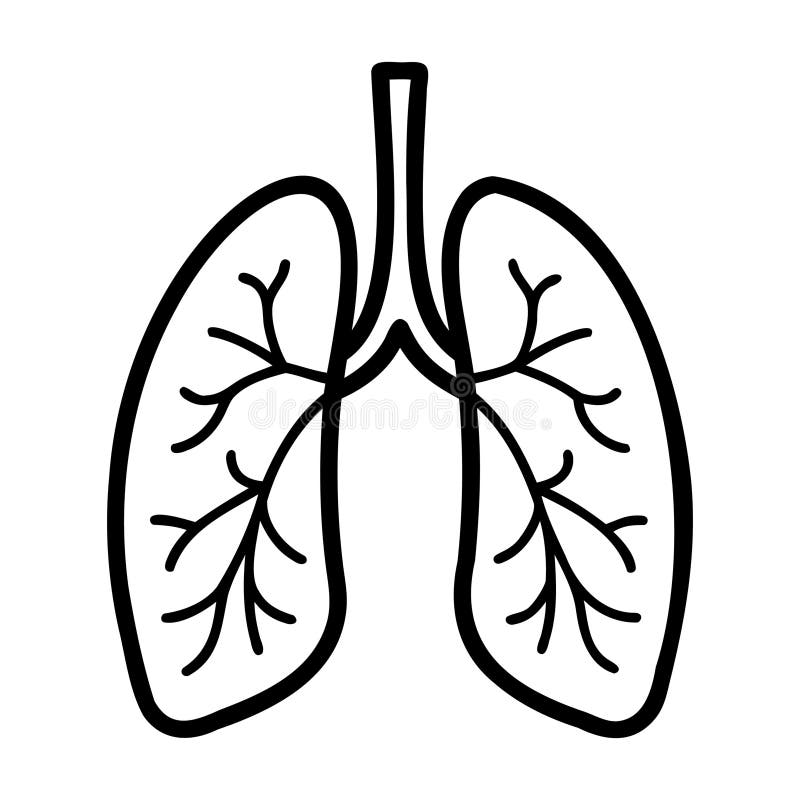Human Lungs Anatomy Line Art Vector Doodle Stock Vector - Illustration ...