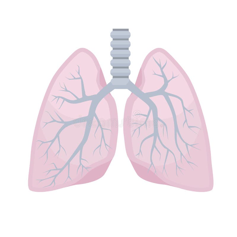 Human Lungs. Anatomy, Structure of Internal Organs. Vector Illustration ...