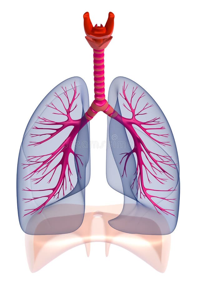 Human Lungs and Bronchi , Isolated Stock Illustration - Illustration of ...