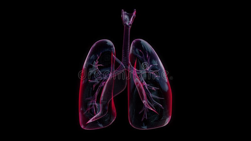 Human Lungs with Bronchi of Mesh of Model. 3d Model Stock Illustration ...