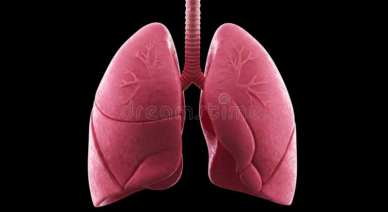 Human Lungs: a 3D Render of Respiratory System Stock Illustration ...