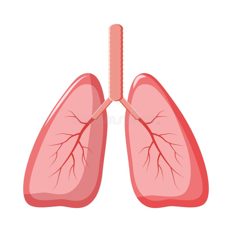 Human Lungs Icon in Cartoon Style Stock Illustration - Illustration of ... Human Lungs Icon in Cartoon Style Stock Illustration - Illustration of ...