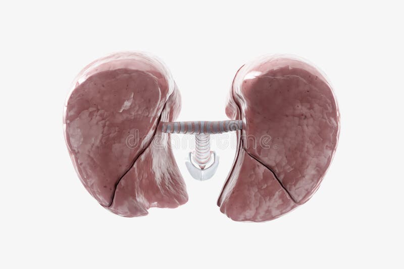 Human Lungs Back View Isolated on White Background Stock Illustration ...