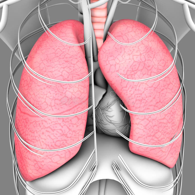 Human Lungs stock illustration. Illustration of abdomen - 55400984