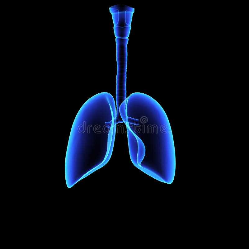 Human Lungs stock illustration. Illustration of breathe - 55452005