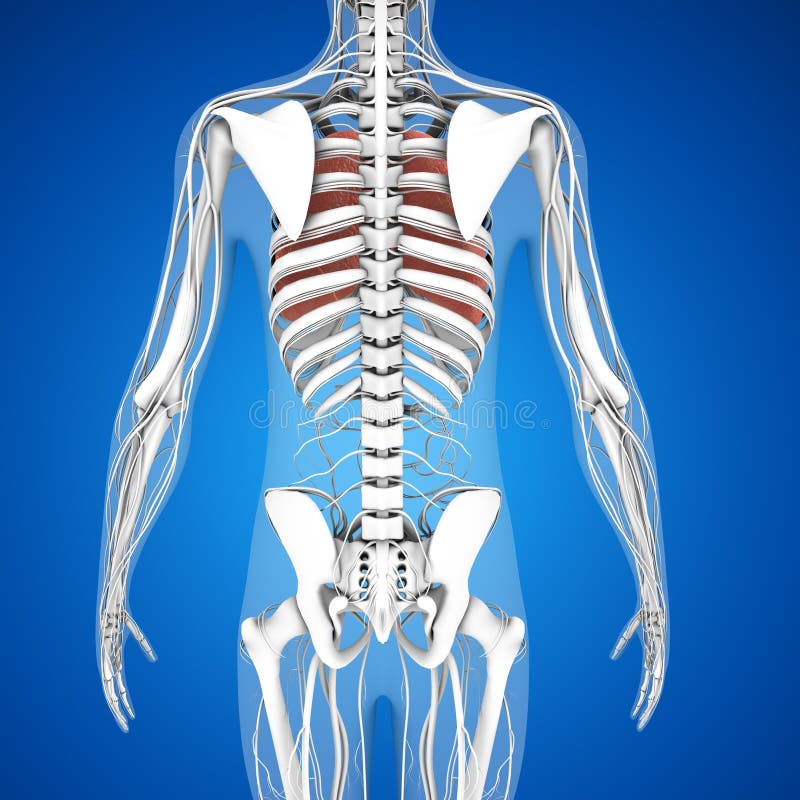 Human Lungs stock illustration. Illustration of background - 55452025