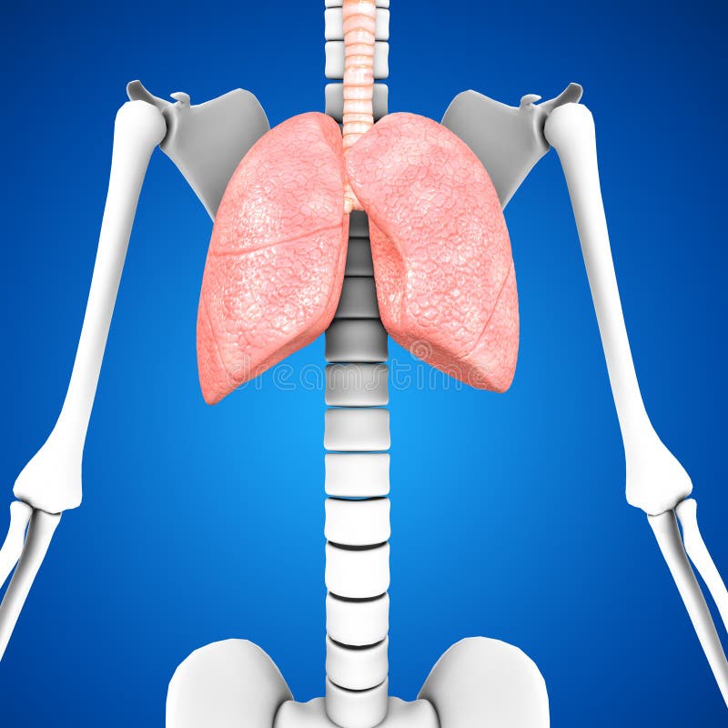 Human Lungs stock illustration. Illustration of internal - 55452077