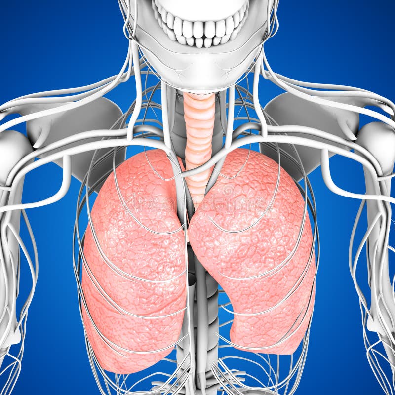 Human Lungs stock illustration. Illustration of blue - 55452342
