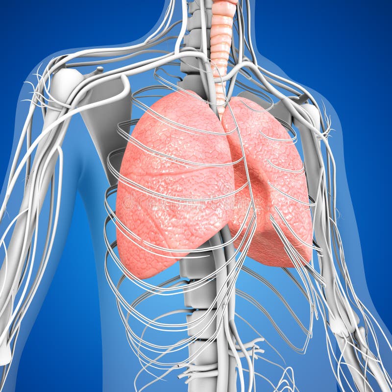 Human Lungs stock illustration. Illustration of bronchi - 55452344