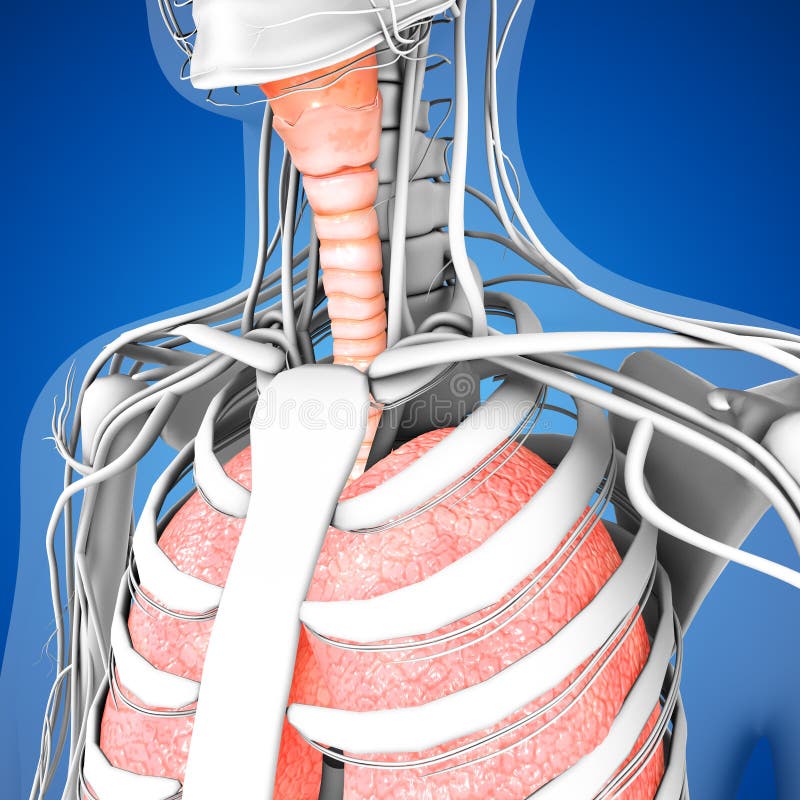 Human Lungs stock illustration. Illustration of heart - 55452499