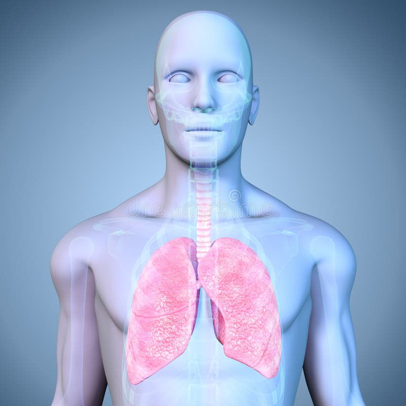Human Lungs stock illustration. Illustration of anatomy - 55503464
