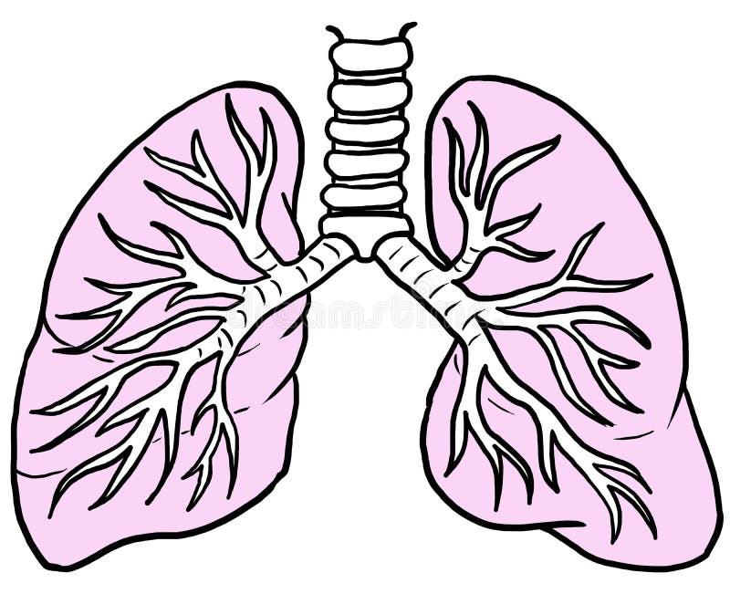 Human Lungs with Pink Color, Line Drawing Stock Illustration ...