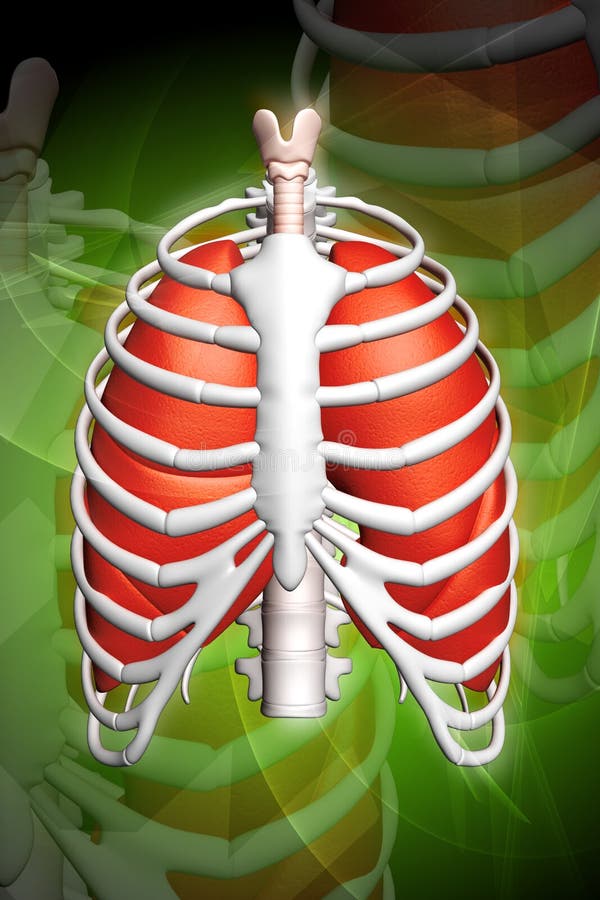 Human Lungs stock vector. Illustration of isolated, clinical - 2562157