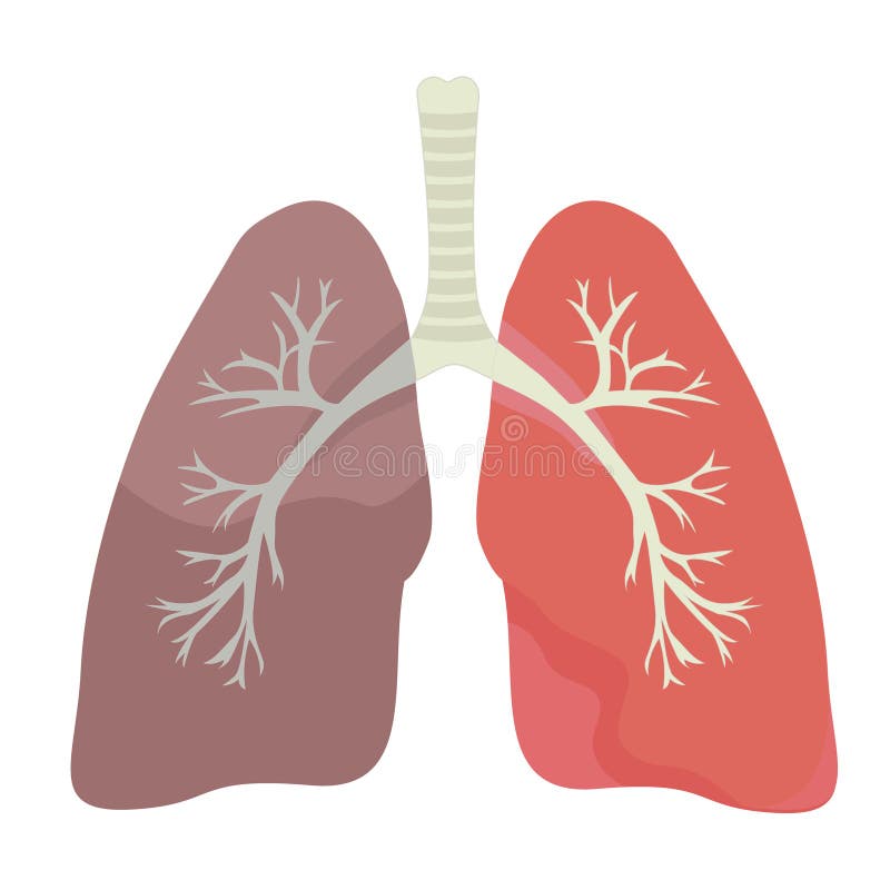 Human Lungs Sick Sick Lungs with Trachea Vector Illustration Stock ...