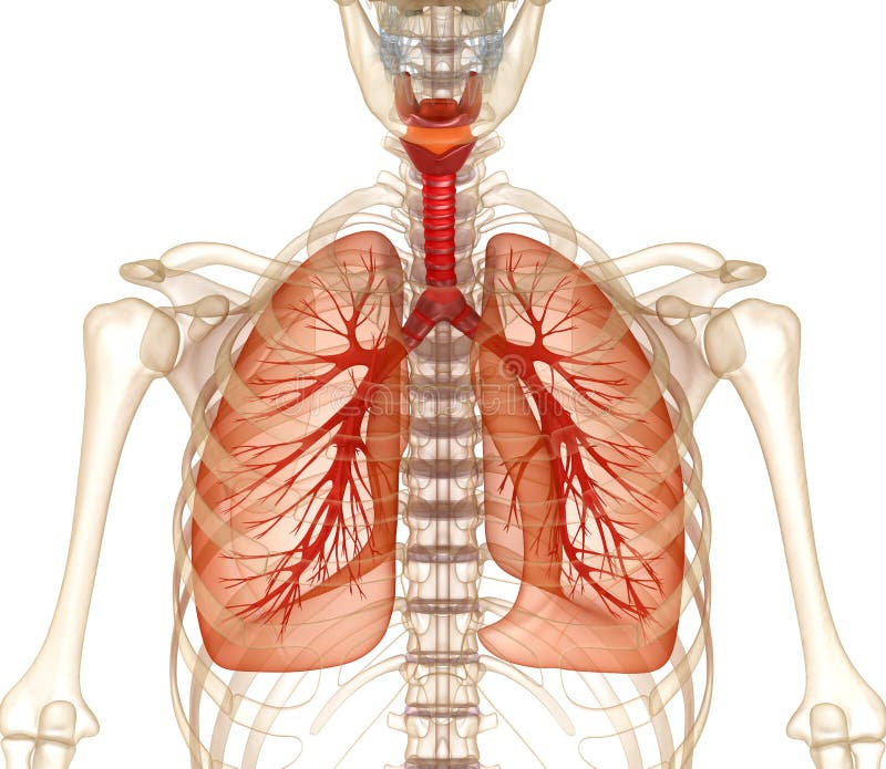Lungs, Trachea, and Bronchi Stock Illustration - Illustration of ...