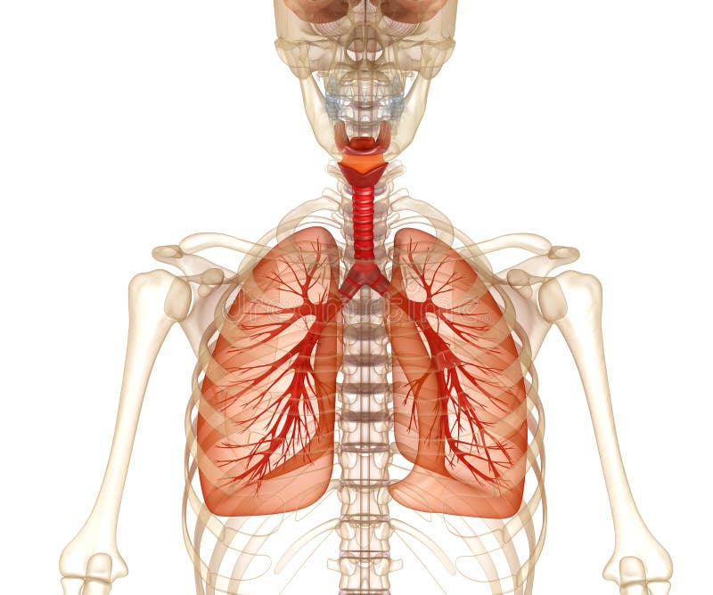 Human Lungs, Trachea and Skeleton. Medically Accurate Stock ...