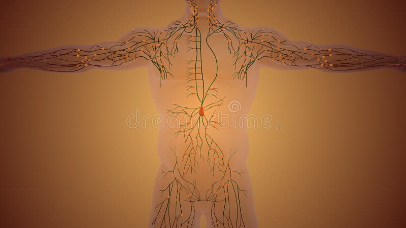 Human Lymphatic System Anatomy Animation Stock Video - Video of ...
