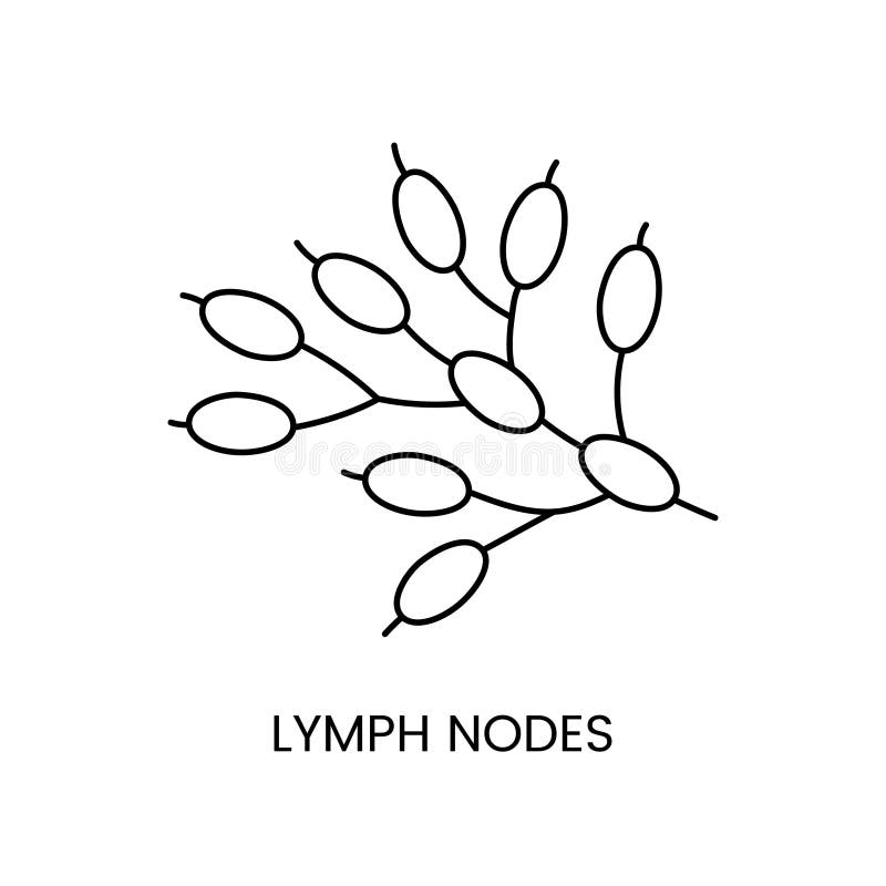 Human Lymph Nodes are an Anatomical Icon Line in a Vector, an ...