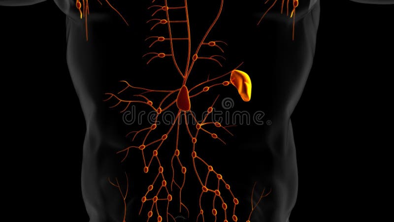 Human Lymph Nodes Anatomy for Medical Concept 3D Rendering Stock ...