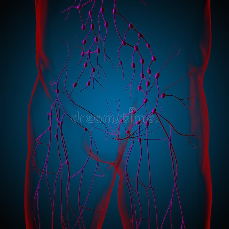 Human Lymph Nodes Anatomy for Medical Concept 3D Rendering Stock ...